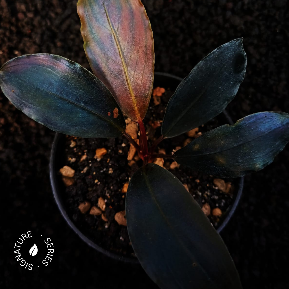 Bucephalandra "Dark Africa" - Exklusiv