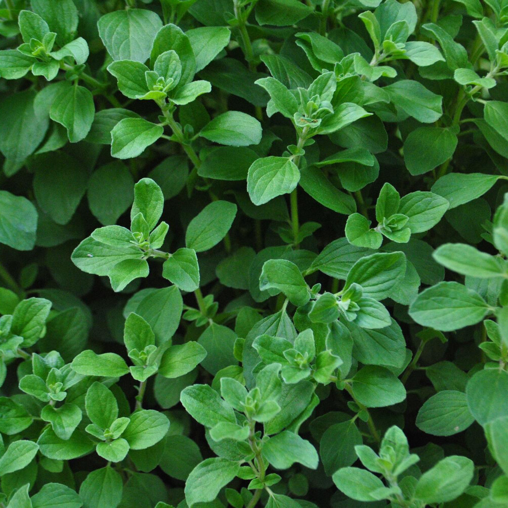 Mejram – Klassisk krydda för kött och soppor