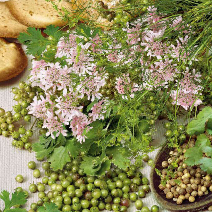 Koriander – Aromatisk och hälsosam kryddväxt